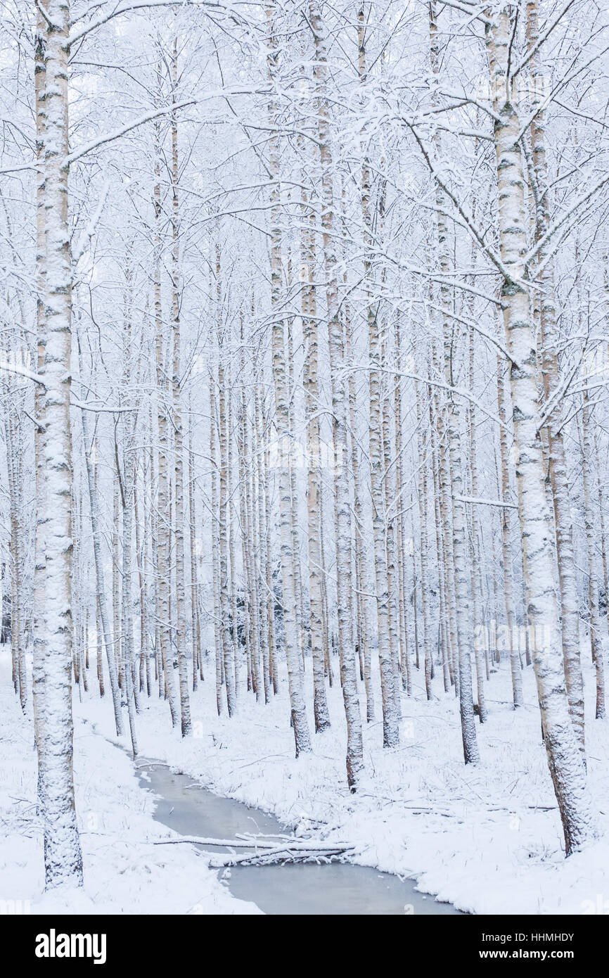 Birchwood in winter hi-res stock photography and images - Alamy
