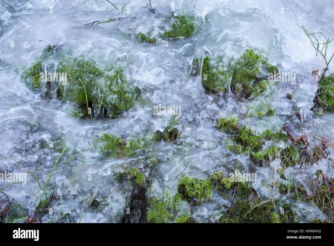 Moss covered in ice Stock Photo - Alamy