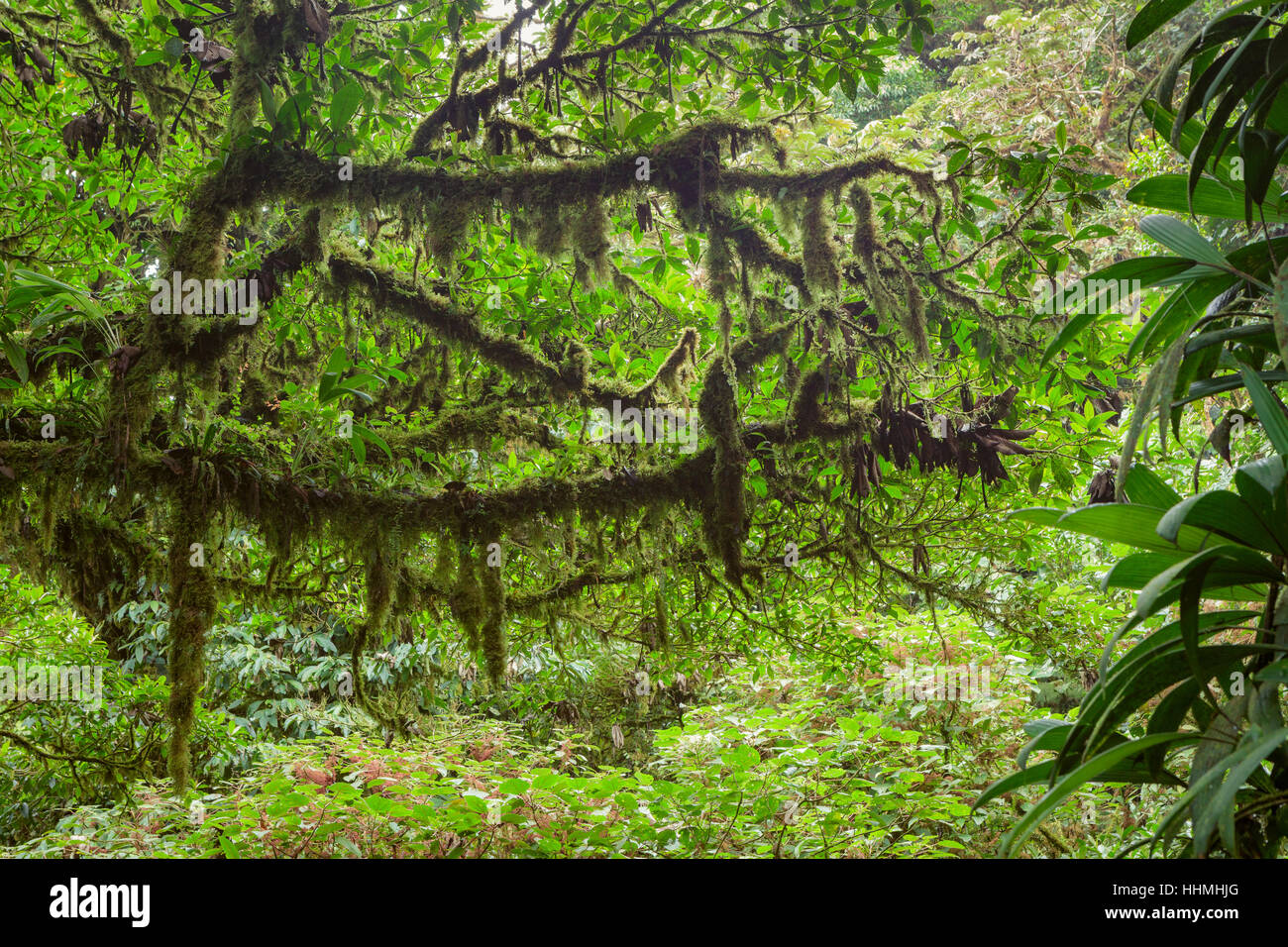 Mossy branch in rainforest Stock Photo - Alamy