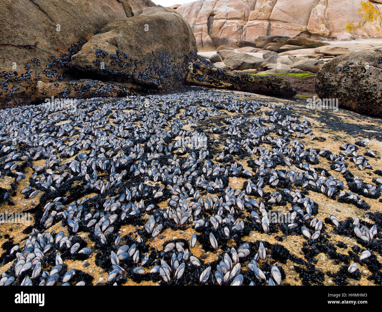 algae, shellfish, seafood, salt water, sea, ocean, water, shells ...
