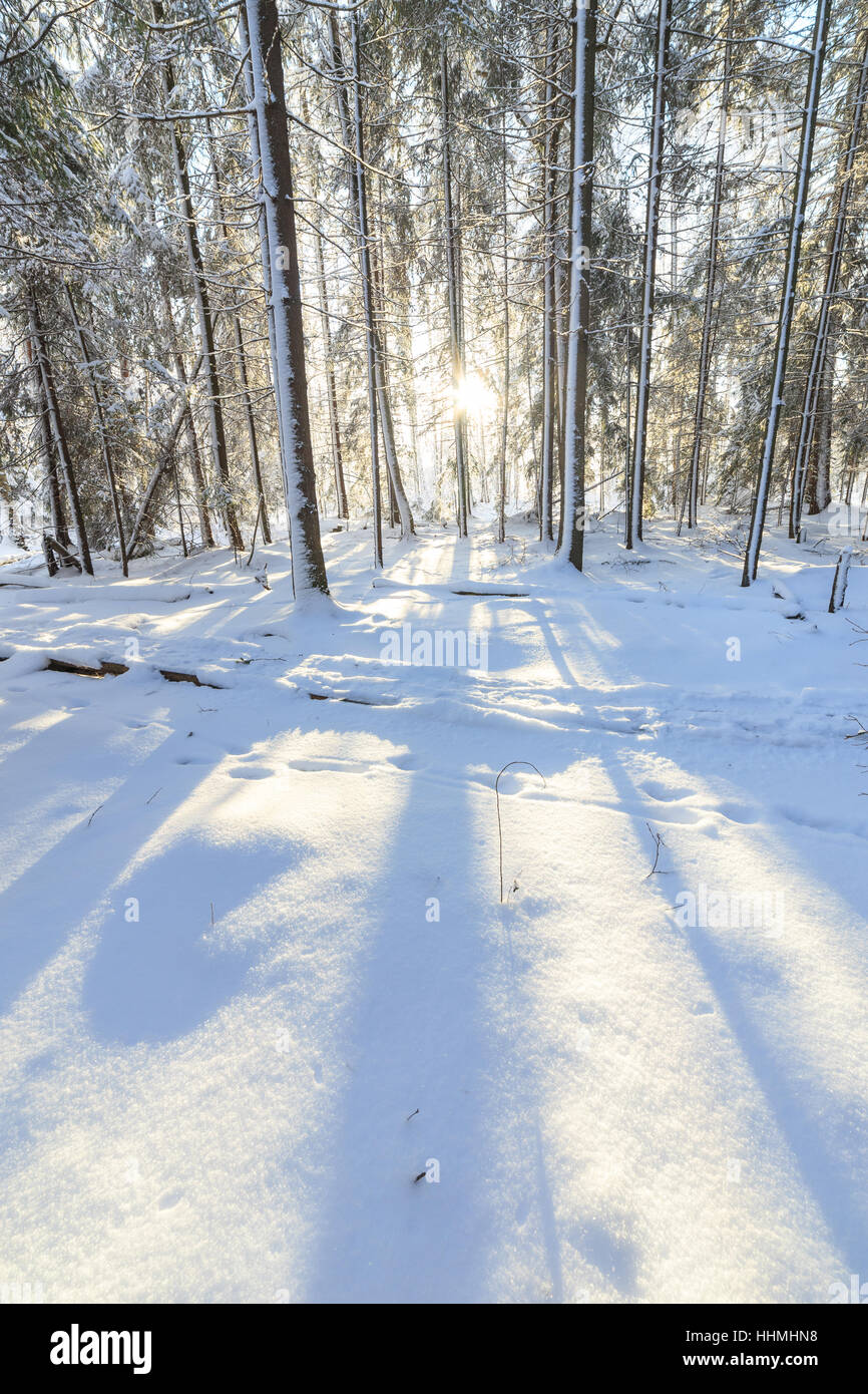 Low light forest hi-res stock photography and images - Alamy