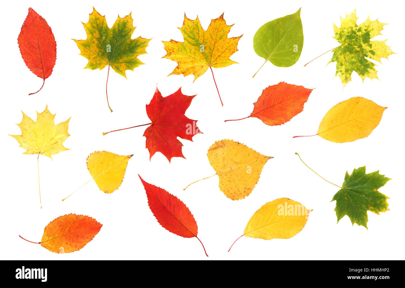 leaf, isolated, colour, closeup, tree, trees, brown, brownish, brunette ...