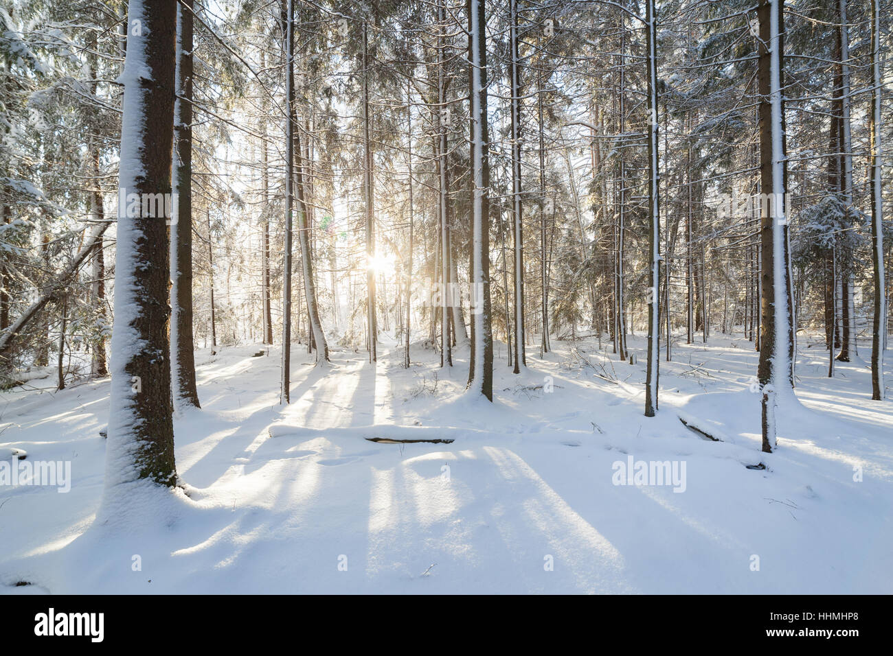 Low light forest hi-res stock photography and images - Alamy