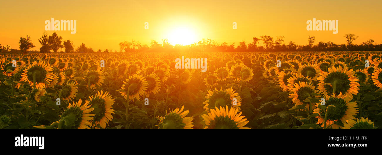 Harvest sunflowers hi-res stock photography and images - Alamy