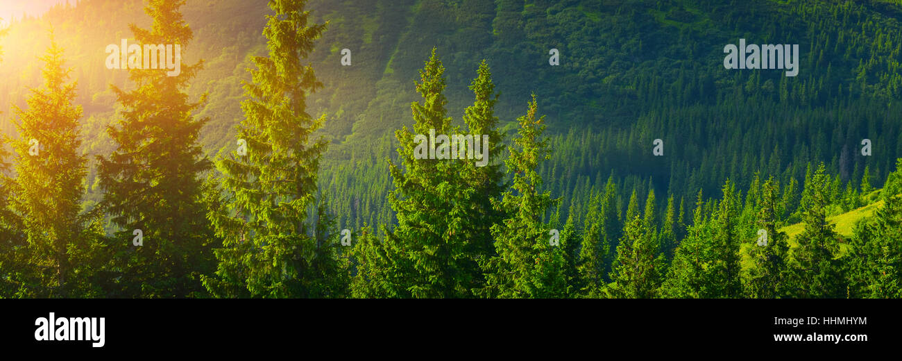 Vast conifer tree forest hi-res stock photography and images - Alamy