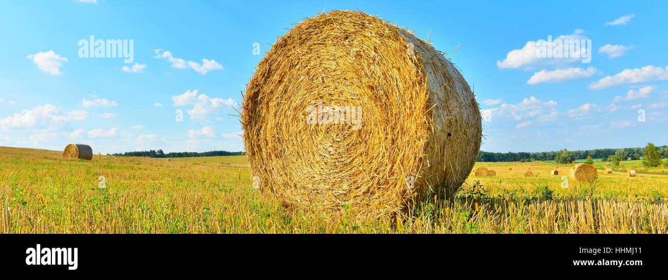 Haystacks in summer countryside Stock Photo - Alamy
