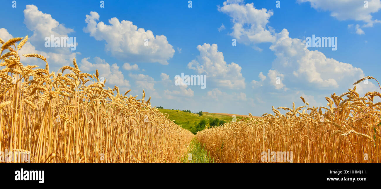 Wheat field in summer countryside Stock Photo - Alamy