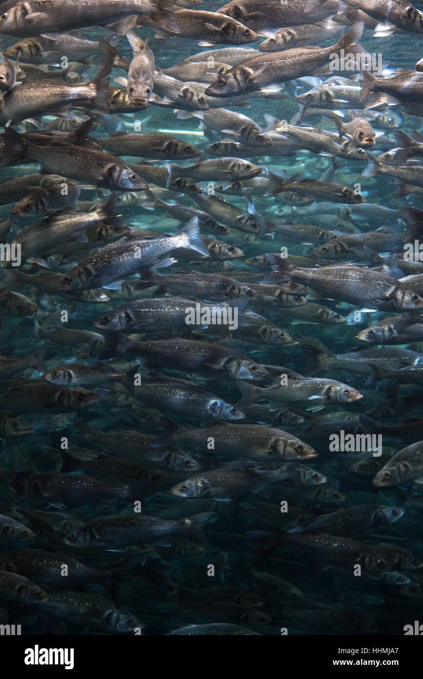 school of fish swimming in a circle Stock Photo - Alamy