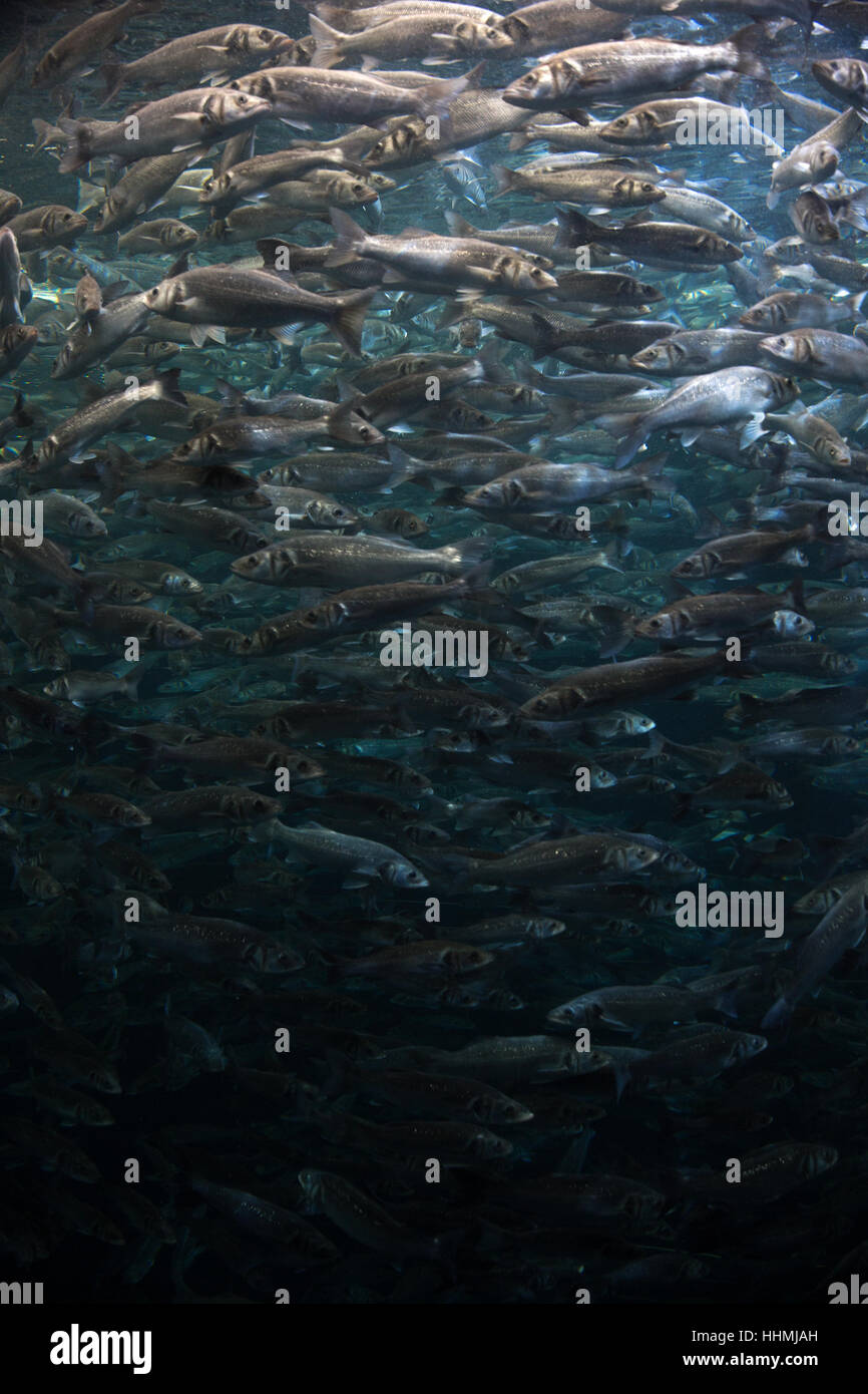 school of fish swimming in a circle Stock Photo - Alamy