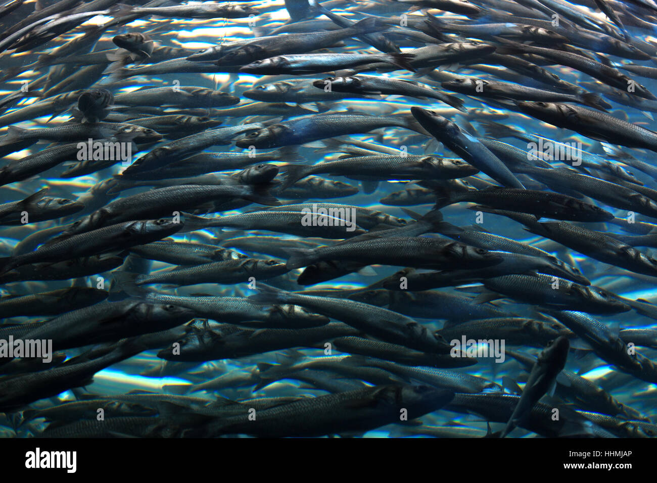 school of fish swimming in a circle Stock Photo - Alamy