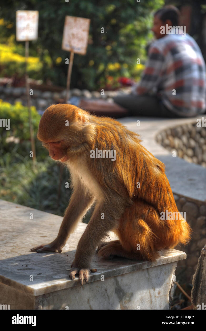 Monkeys in Pashupatinath Temple , Kathmandu, Nepal Stock Photo - Alamy