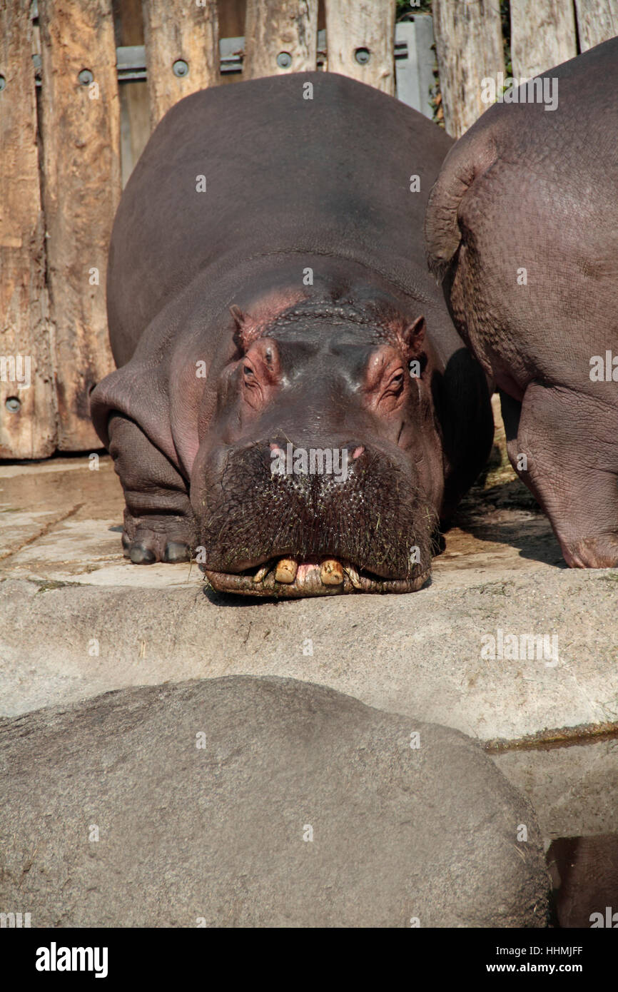 relaxation, animal, mammal, snug, kenya, tusk, tired, safari, wild ...