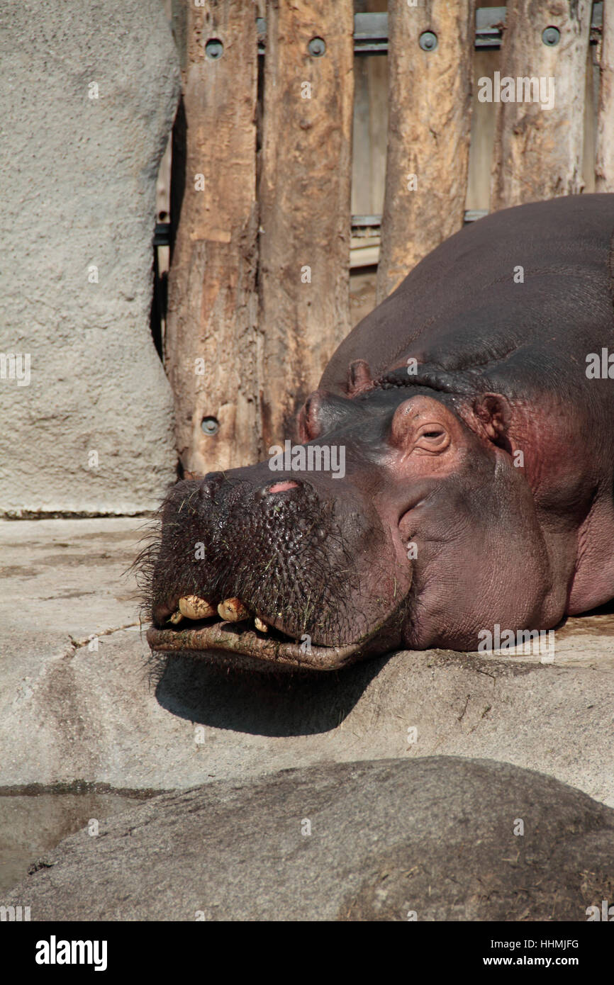 relaxation, animal, mammal, snug, kenya, tusk, tired, safari, wild ...