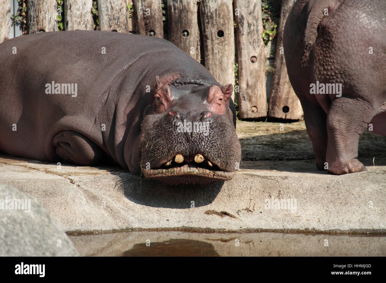 relaxation, animal, mammal, snug, kenya, tusk, tired, safari, wild ...