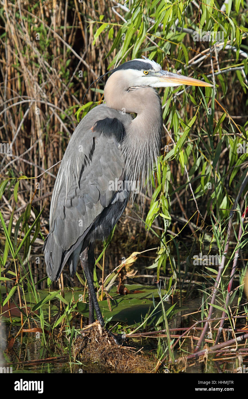 blue, animal, fauna, wild, swamp, birds, wing, feathers, wildlife ...