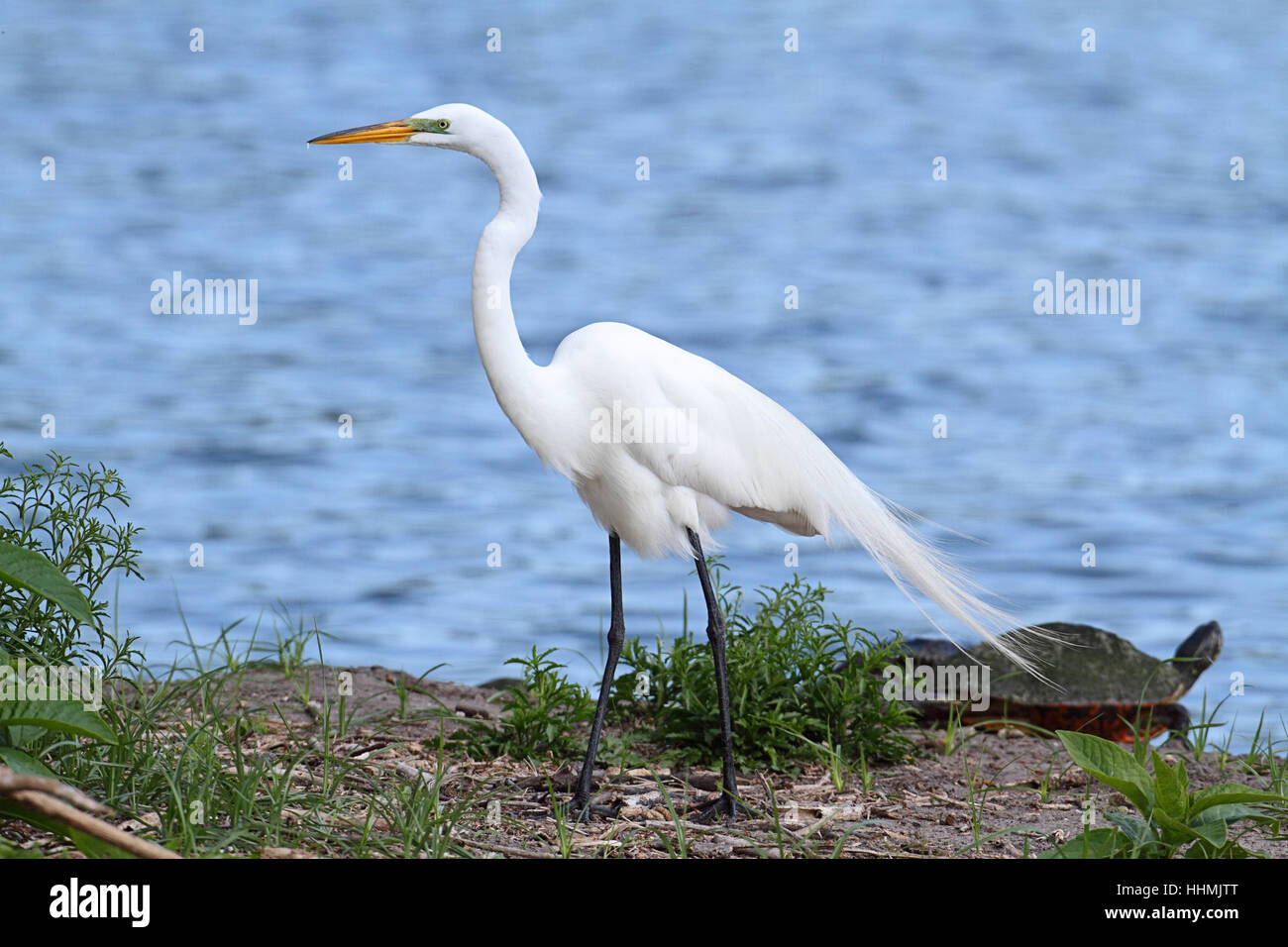 blue, animal, bird, fauna, wild, birds, wing, feathers, wildlife ...