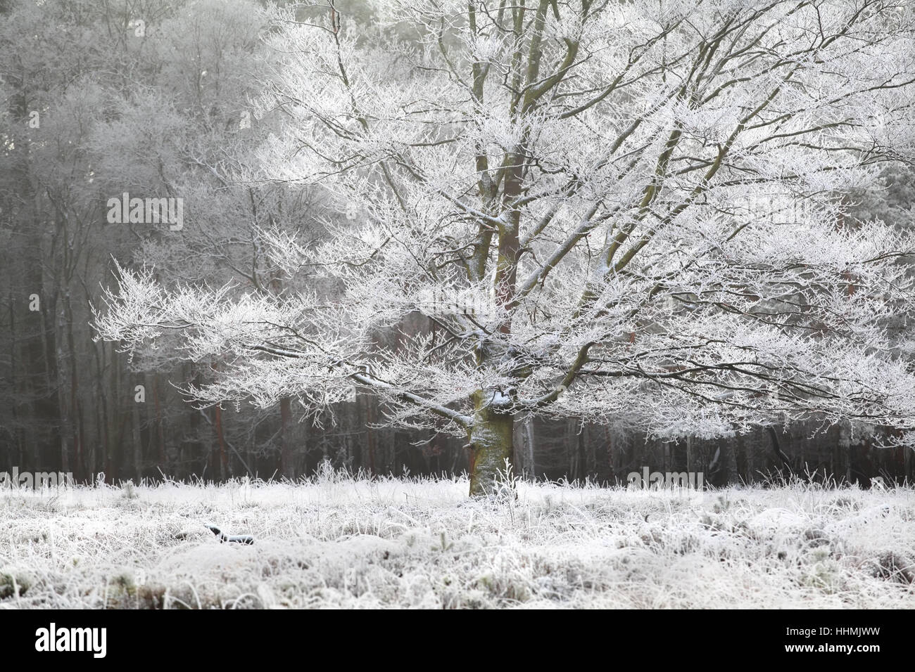 White beech tree hi-res stock photography and images - Alamy