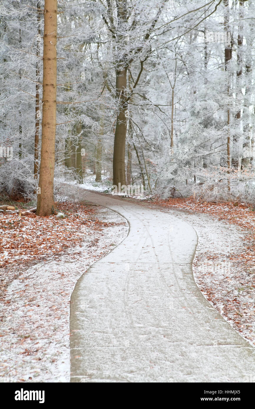 biking path in frosted winter forest Stock Photo - Alamy
