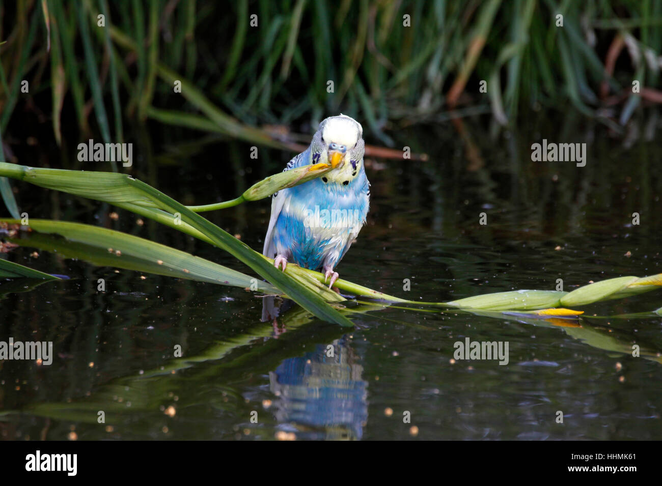 pet, bird, birds, budgerigar, parakeet, parrot, drink, drinking, bibs ...