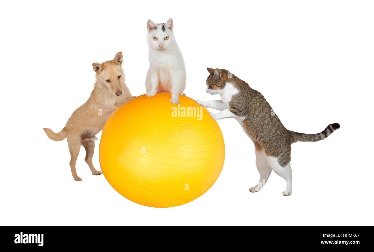 legs, game, tournament, play, playing, plays, played, isolated, model ...