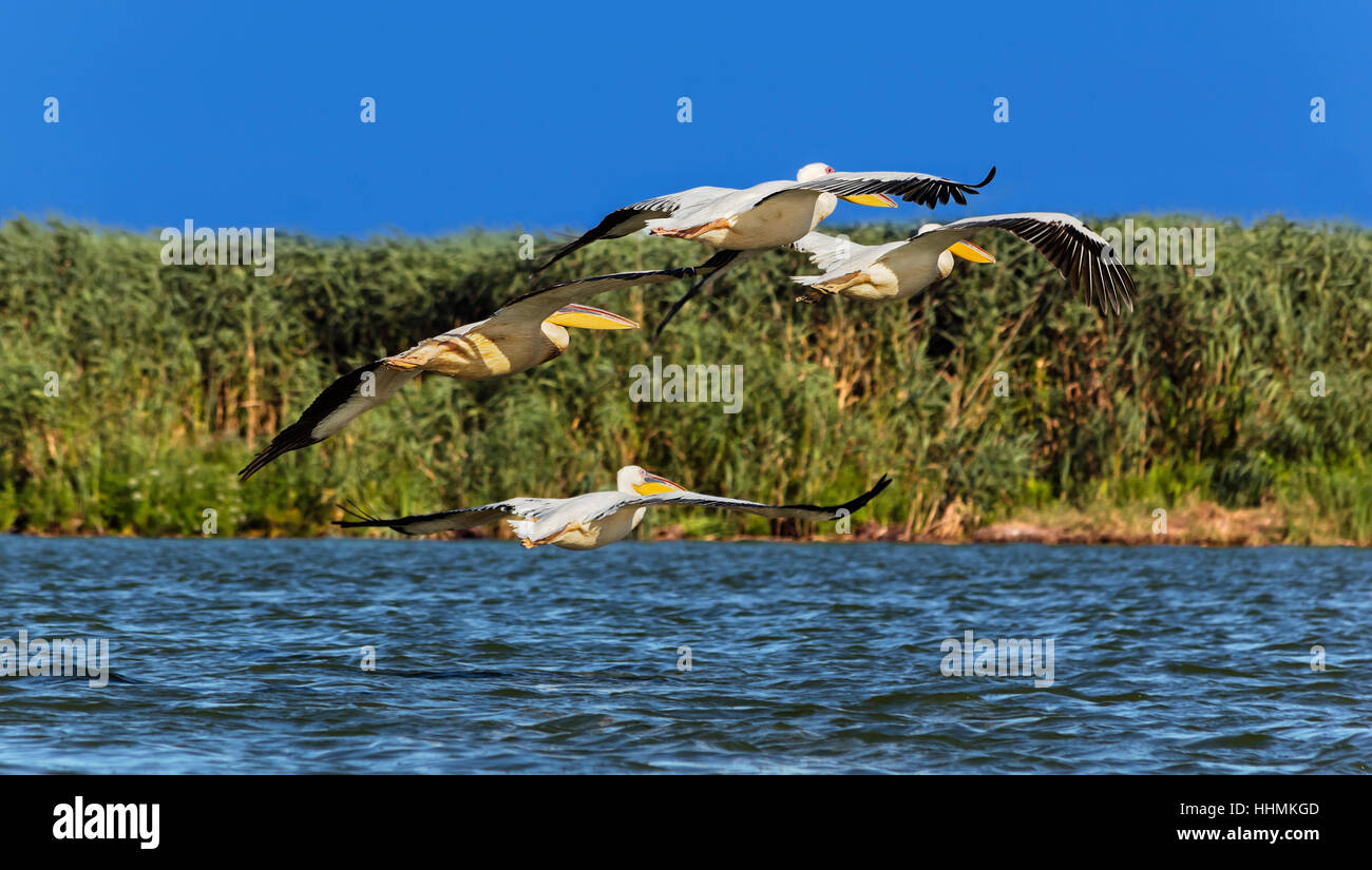 Group of flies hi-res stock photography and images - Alamy