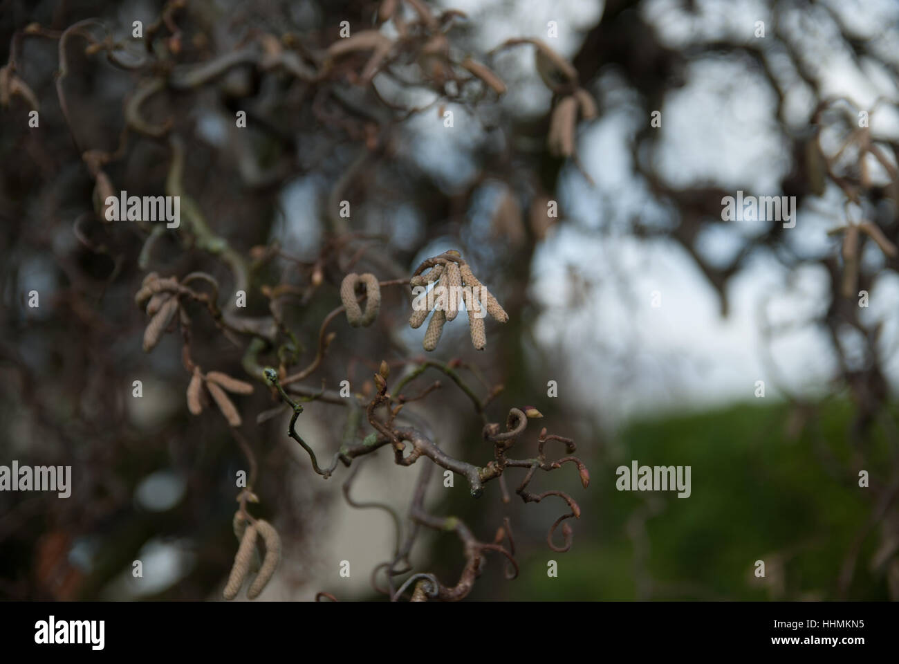 Alder tree seeds hi-res stock photography and images - Alamy