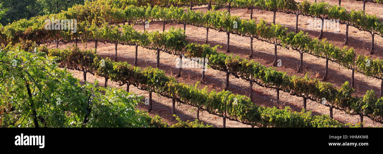 hill, vineyard, pattern, wineyard, landscape, scenery, countryside ...