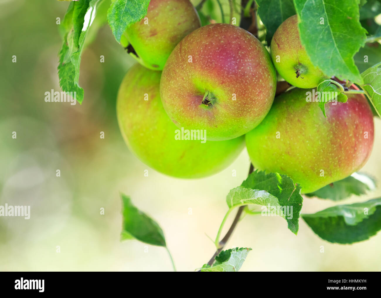 tree, branch, apples, apple, group, red, food, aliment, leaf, sweet ...