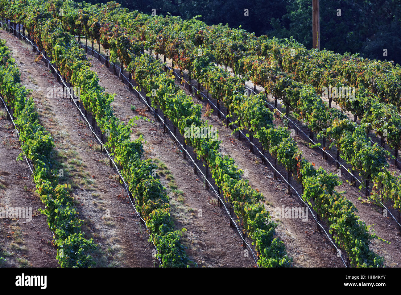 hill, vineyard, pattern, wineyard, landscape, scenery, countryside ...