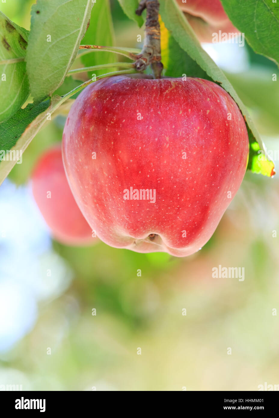 tree, branch, fruit, apple, red, food, aliment, leaf, sweet, colour ...