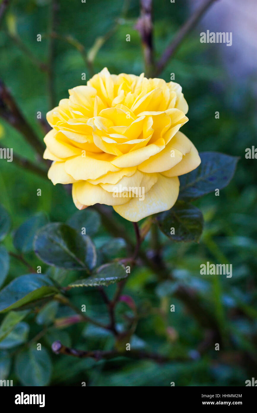 flower, plant, rose, flora, horticulture, botanical, yellow, single ...