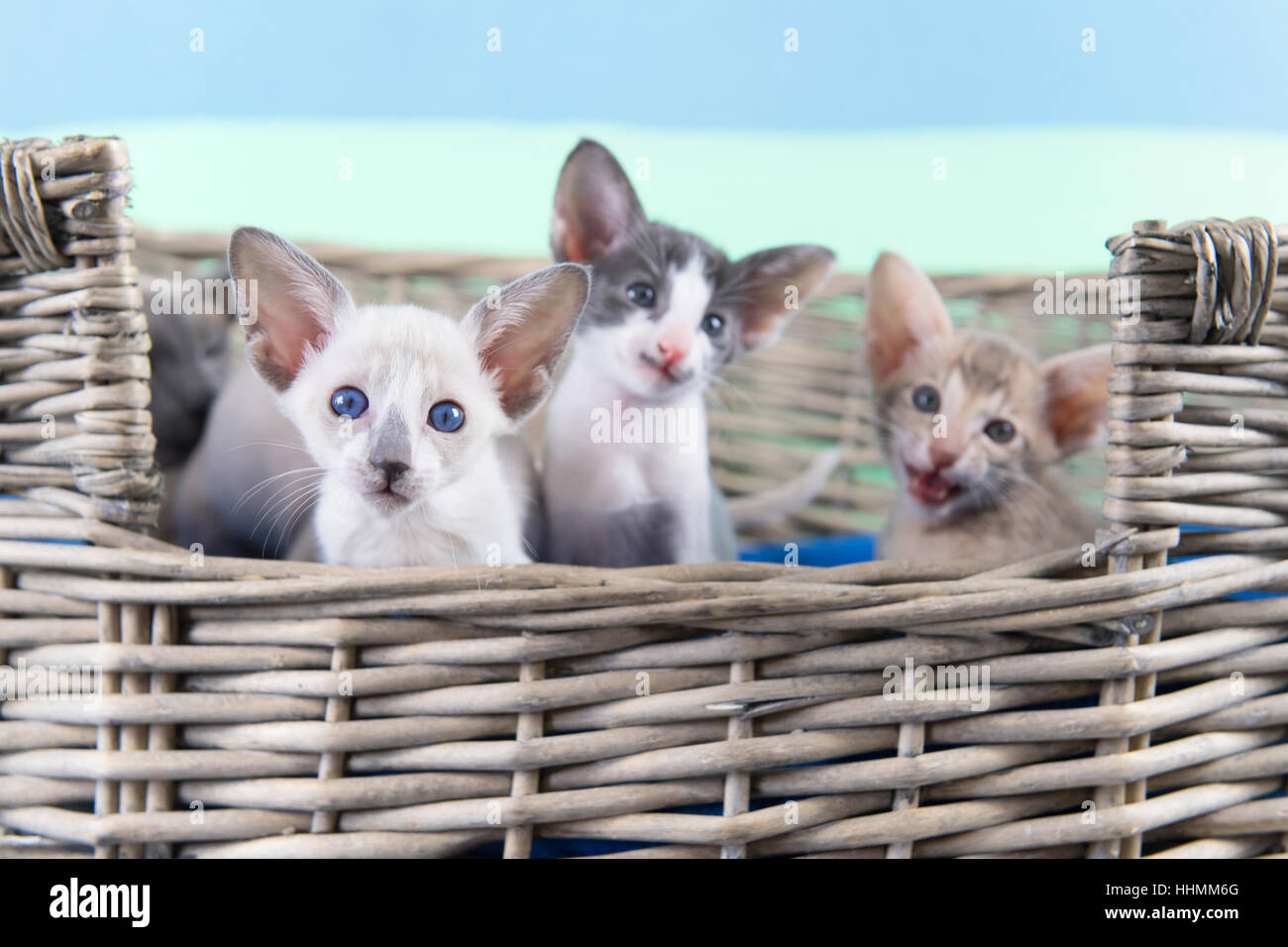 Little pure breed modern Siamese kitten sitting in basket Stock Photo ...