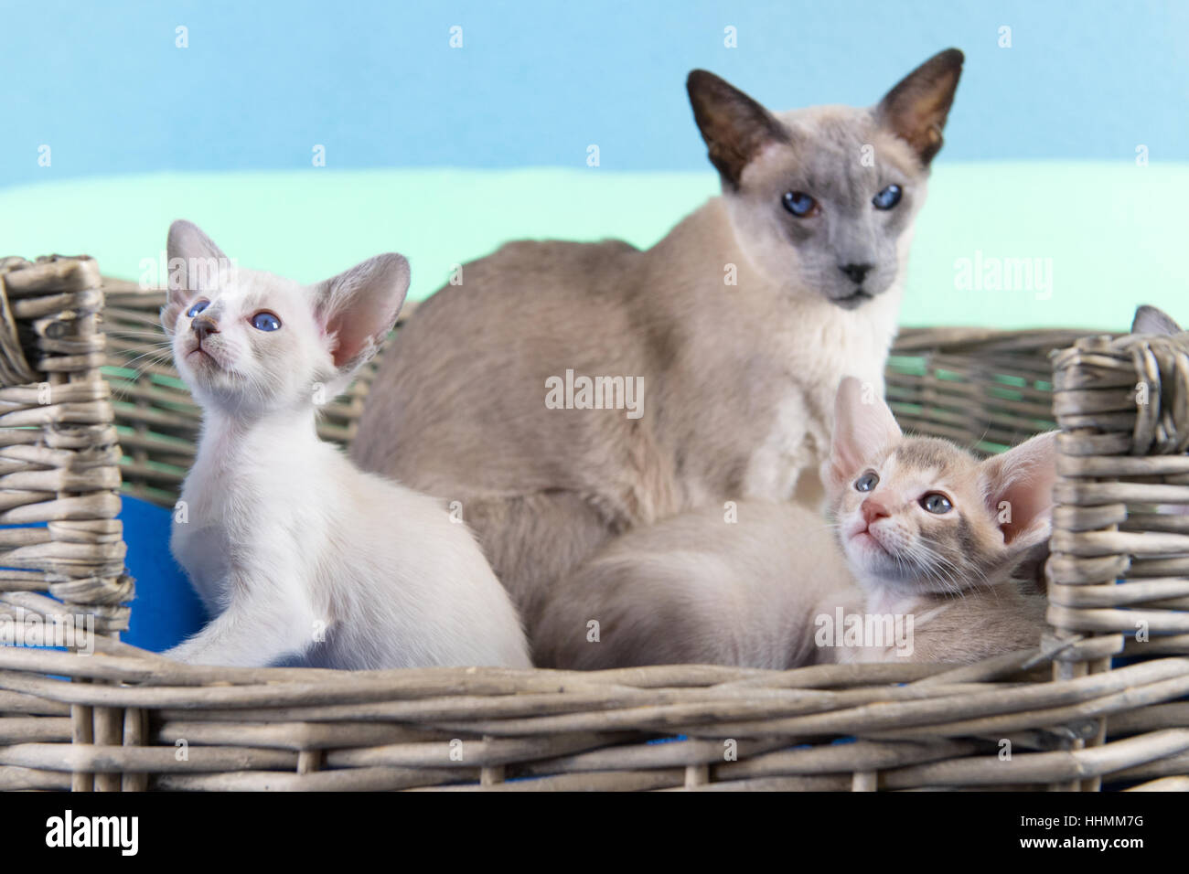 Mother cat with Little pure breed modern Siamese kitten nest sitting in ...