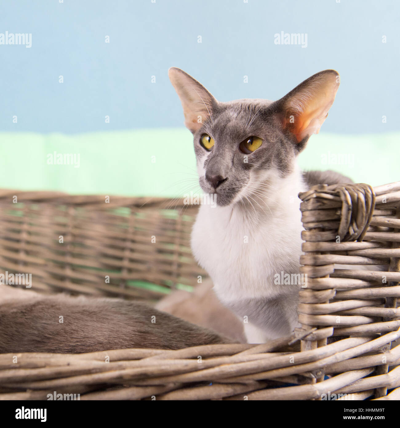 Modern gray mottled pure breed Siamese cat Stock Photo - Alamy