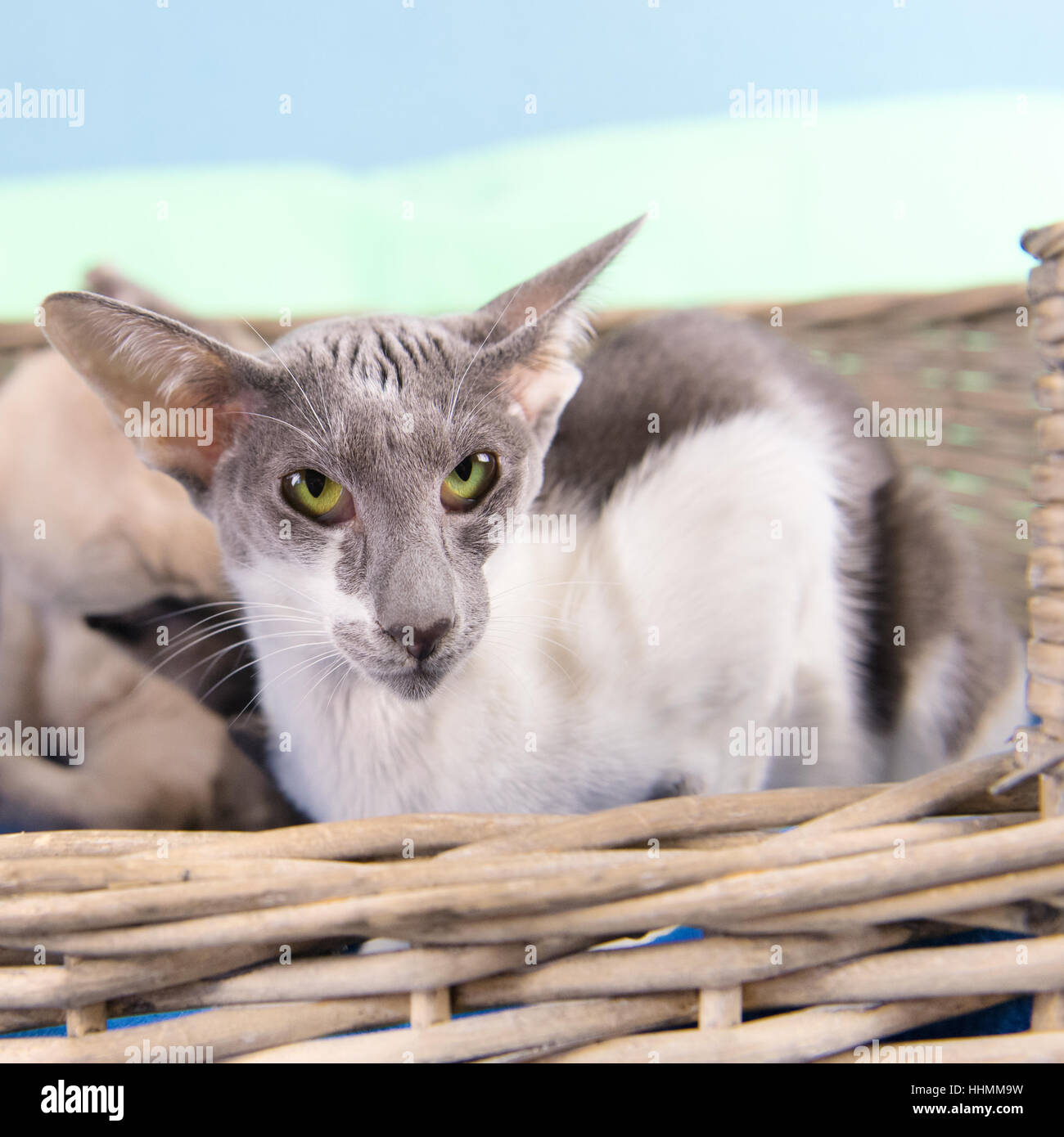 Modern gray mottled pure breed Siamese cat Stock Photo - Alamy