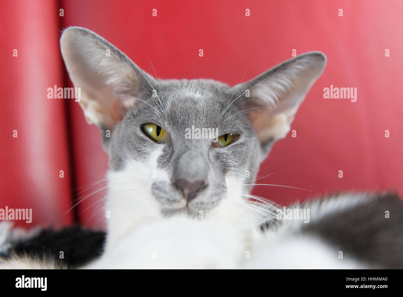 Modern gray pure breed Siamese cat Stock Photo - Alamy