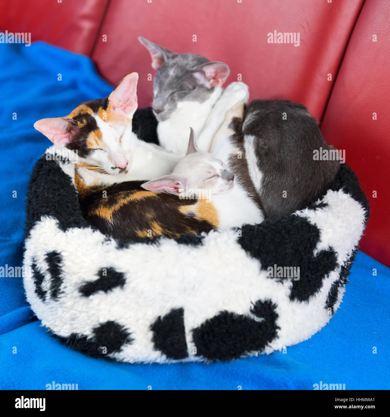 Cats laying together hi-res stock photography and images - Alamy