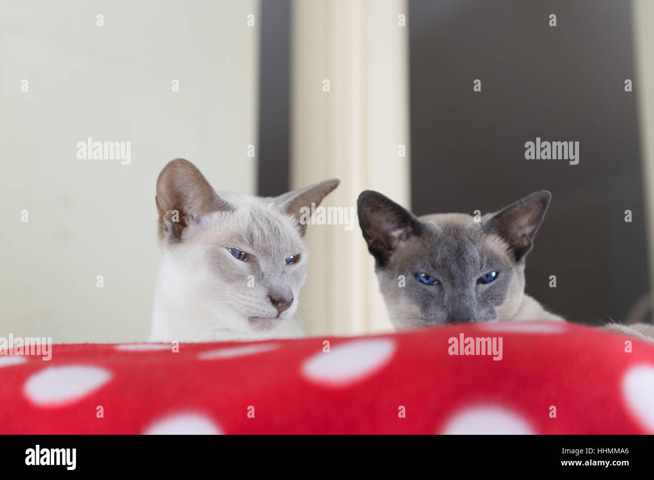 Adult Lilac and blue point Siamese cats in hanging bed Stock Photo - Alamy