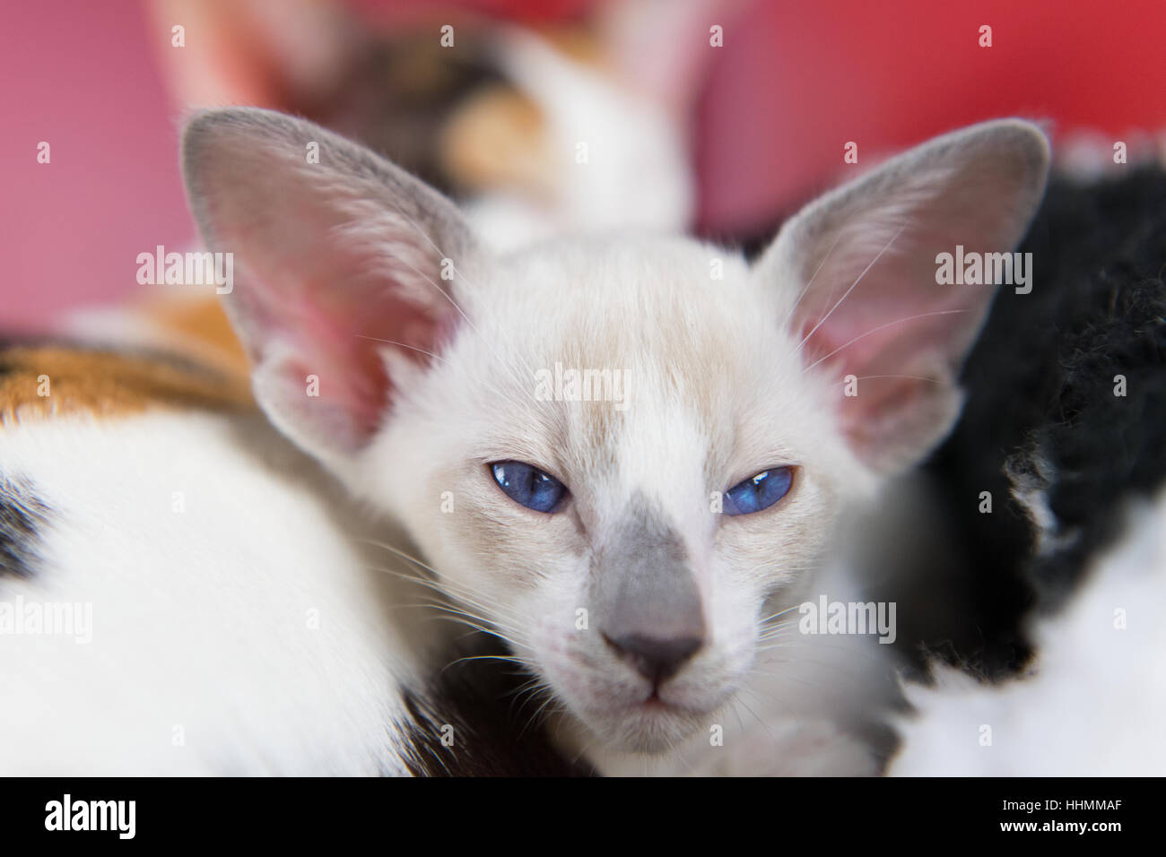 Little pure breed modern Siamese kitten laying in basket Stock Photo ...