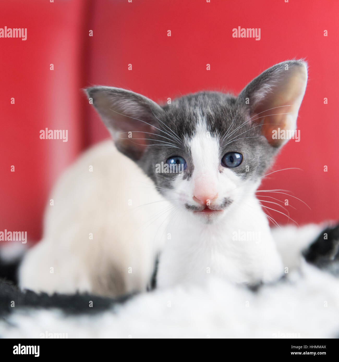 Little pure breed modern Siamese kitten sitting in basket Stock Photo ...