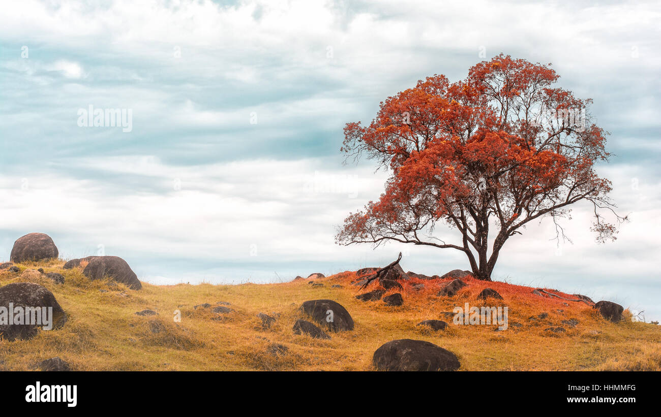 Surreal Magical Tree Stock Photo - Alamy