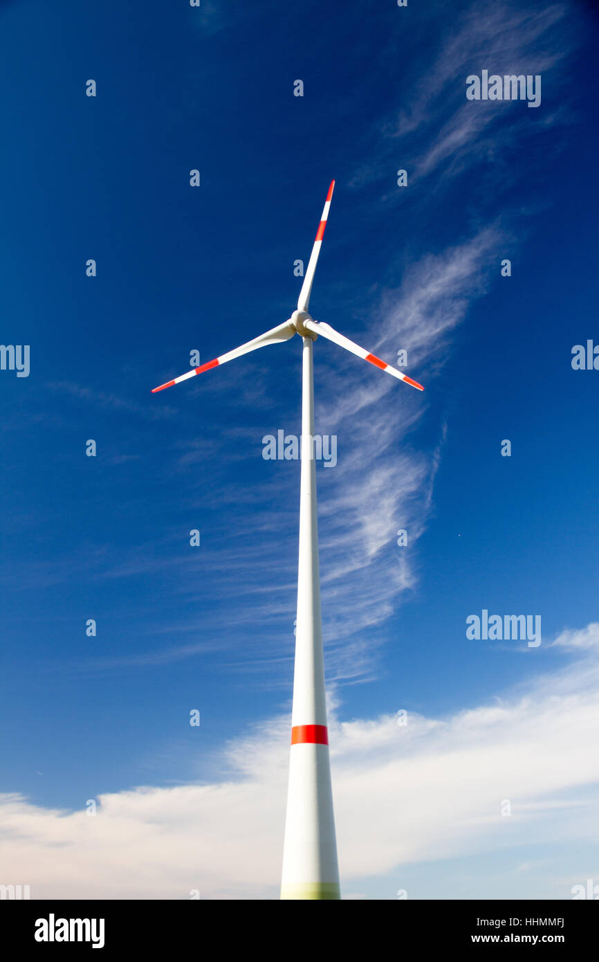 blue, turn, twirl, field, flower, flowers, plant, spring, firmament ...