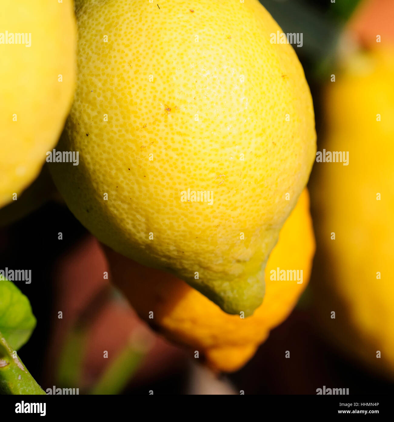 Tree trees plant citron hi-res stock photography and images - Alamy