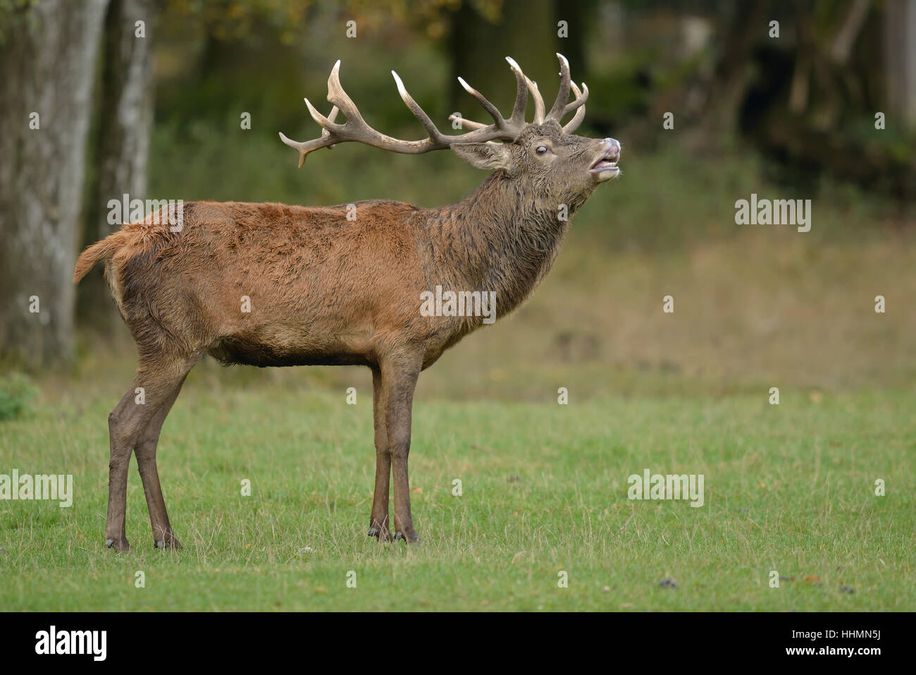 Westeuropischer rothirsch hi-res stock photography and images - Alamy