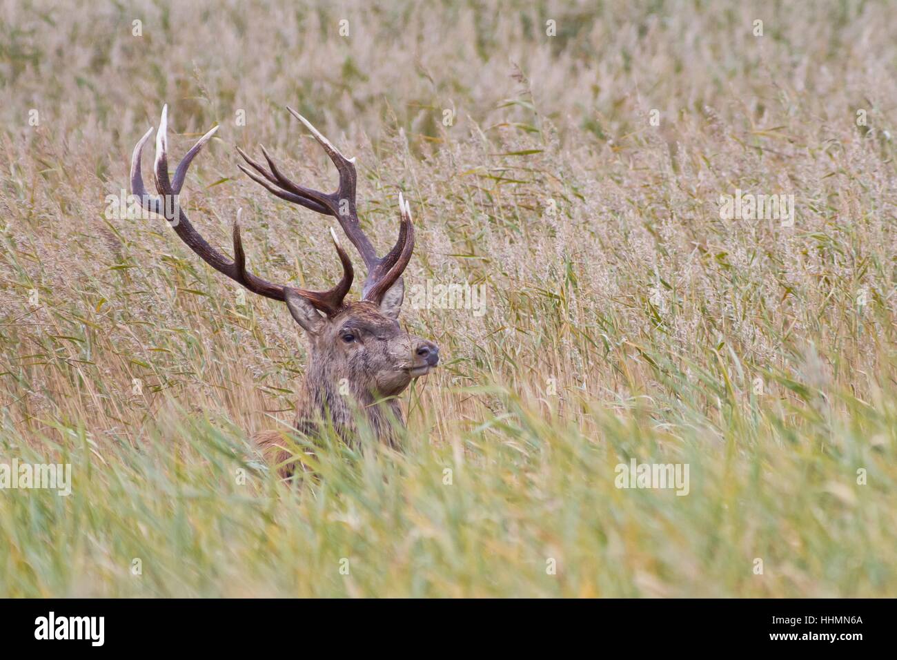eyes, horns, capital, hunting, chase, hart, stag, eyes, mecklenburg ...
