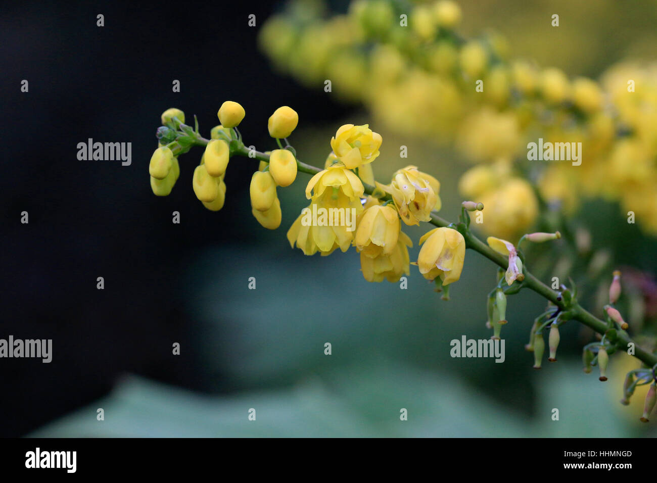 Mahonia mahonia flowers winter flowering shrub yellow flowers evergreen ...