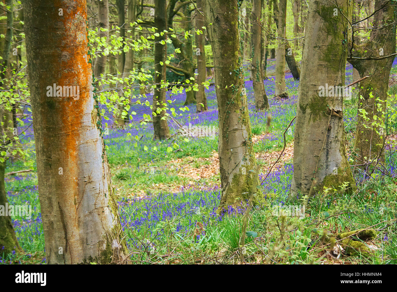 Welsh Bluebell Woods Stock Photo - Alamy