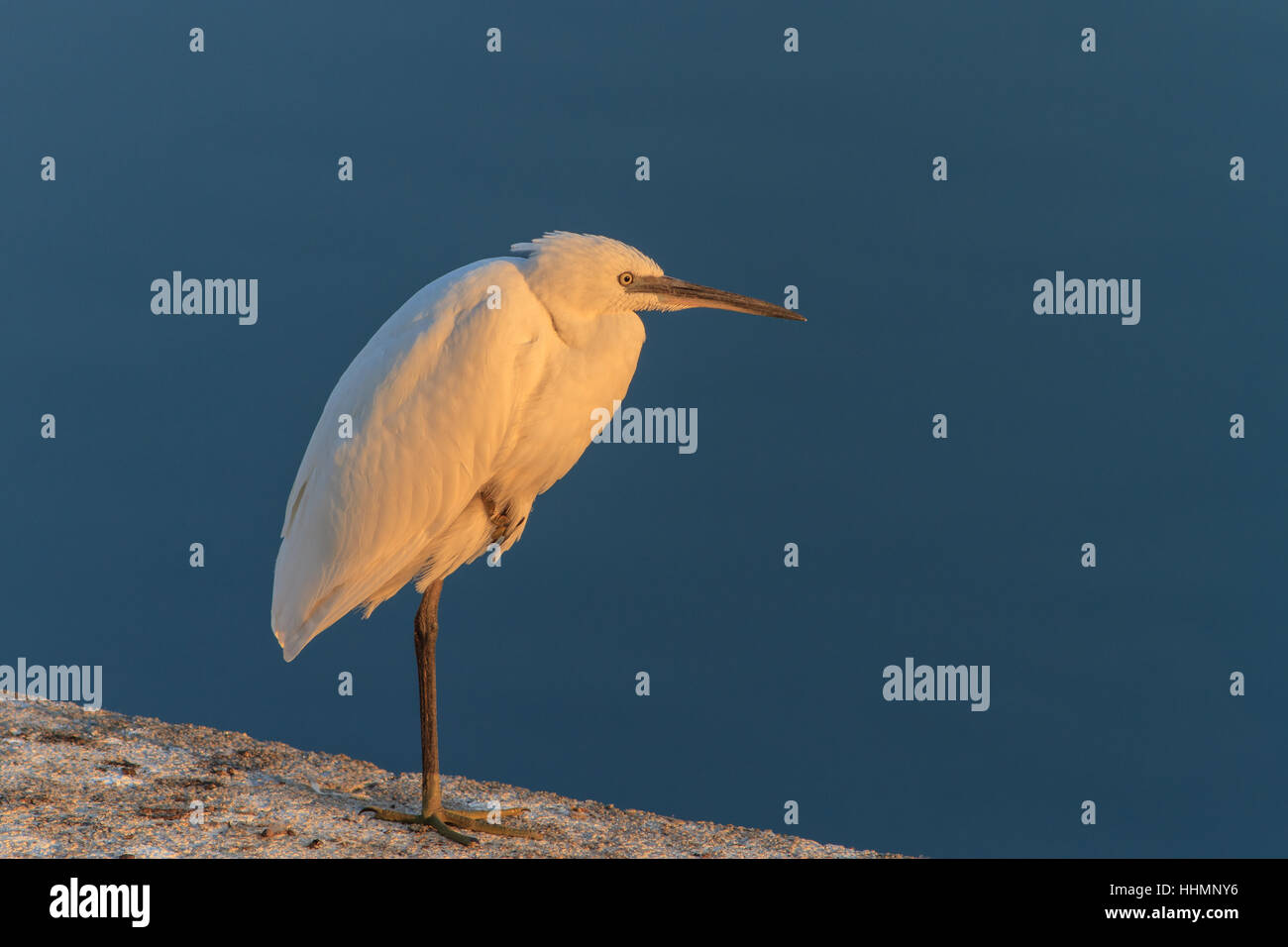 blue, animal, bird, wild, small, tiny, little, short, beak, standing ...