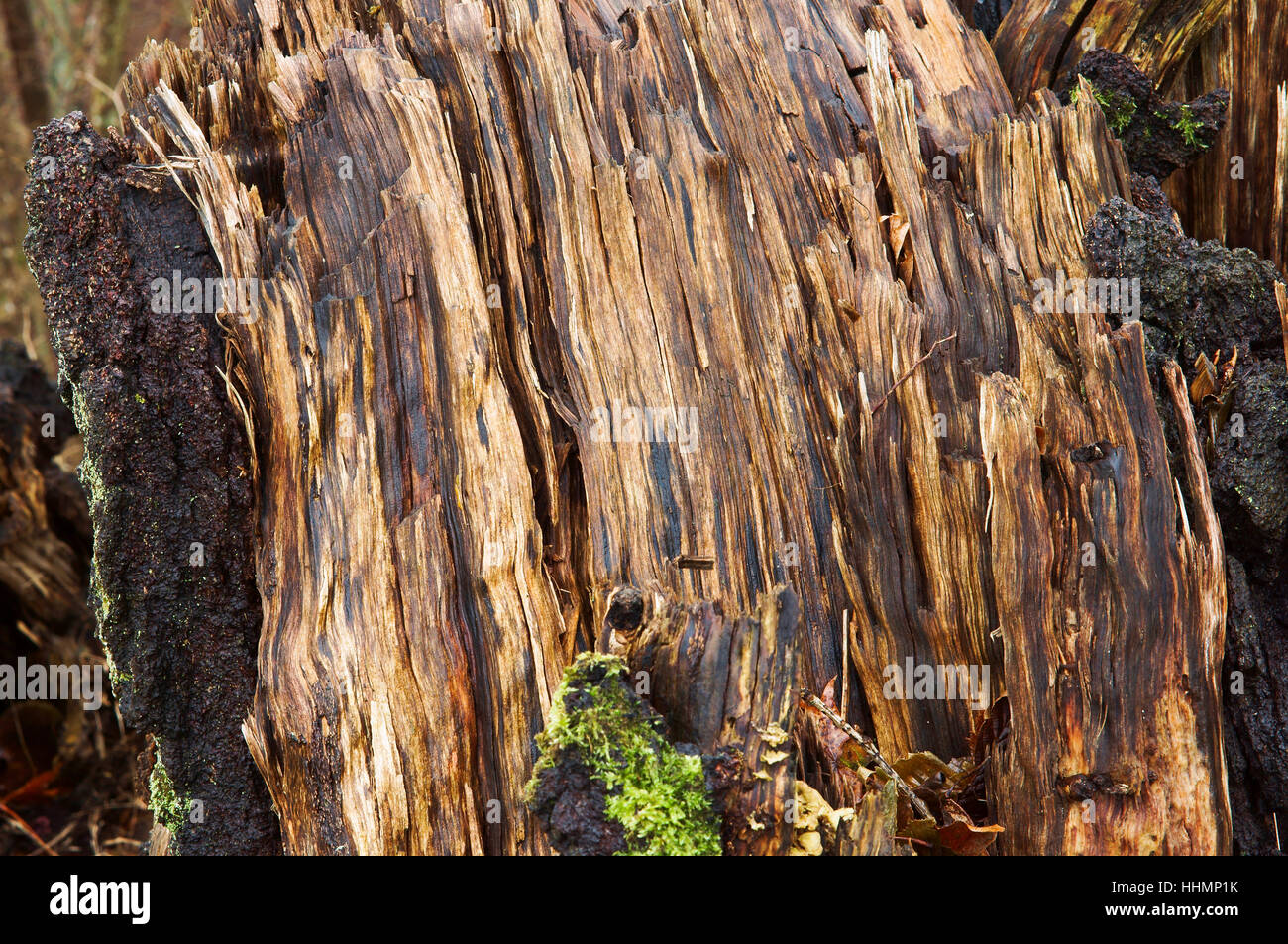 old broken wet fallen tree in the forest Stock Photo - Alamy
