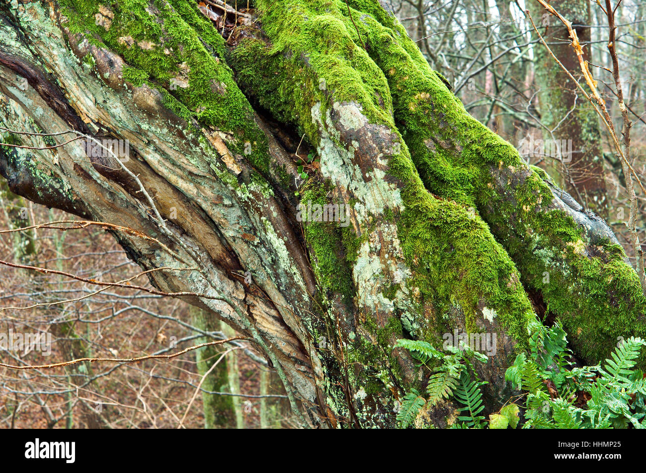 old broken wet fallen tree in the forest Stock Photo - Alamy